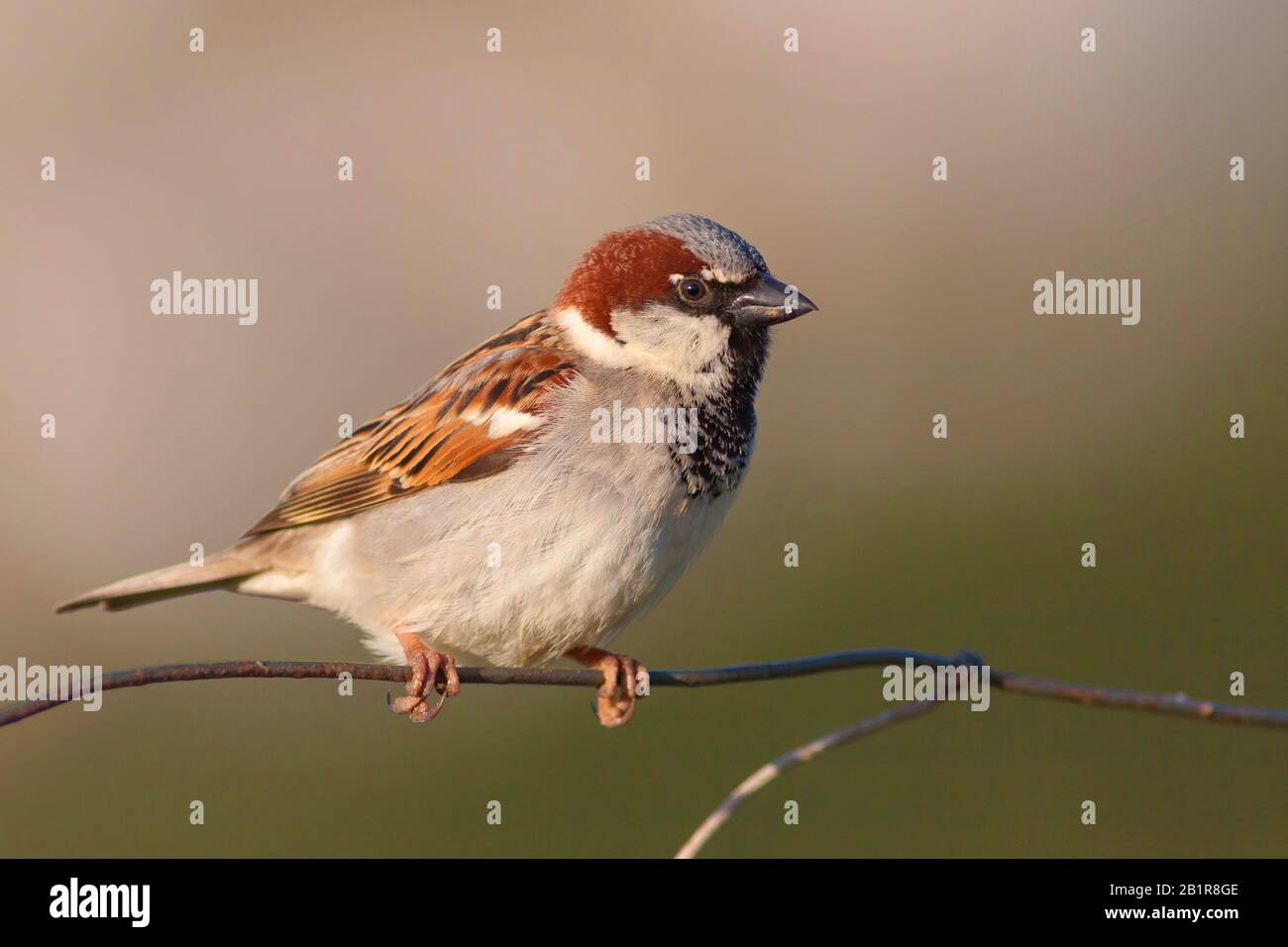 house sparrow (Passer domesticus), male on a fence, Germany, Bavaria ...