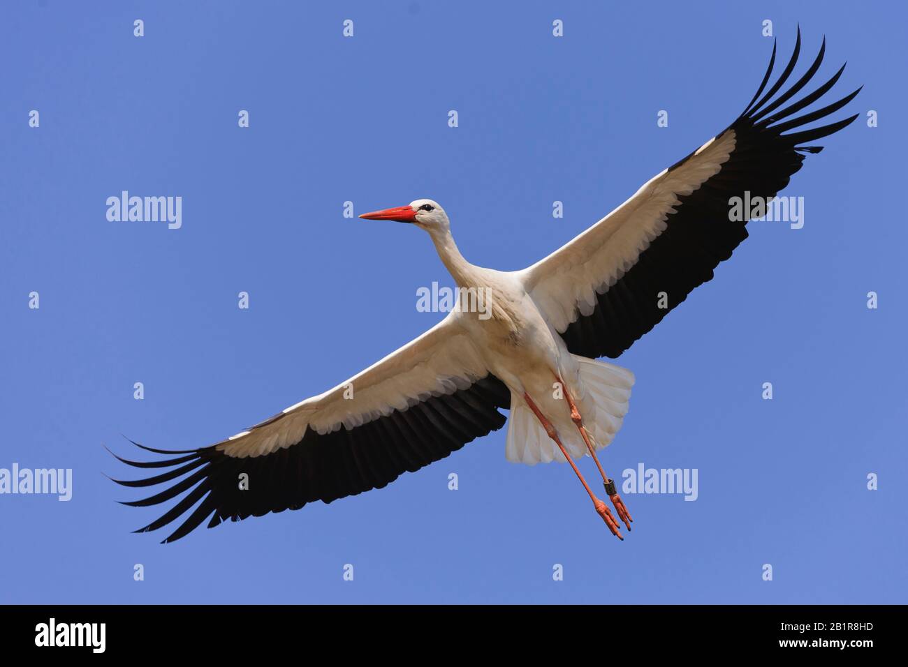 Stork in flight hi-res stock photography and images - Alamy