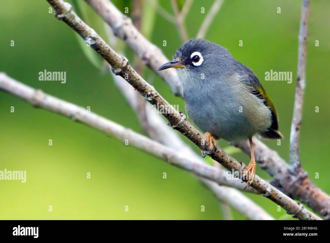 Olive white eye mauritius hi-res stock photography and images - Alamy