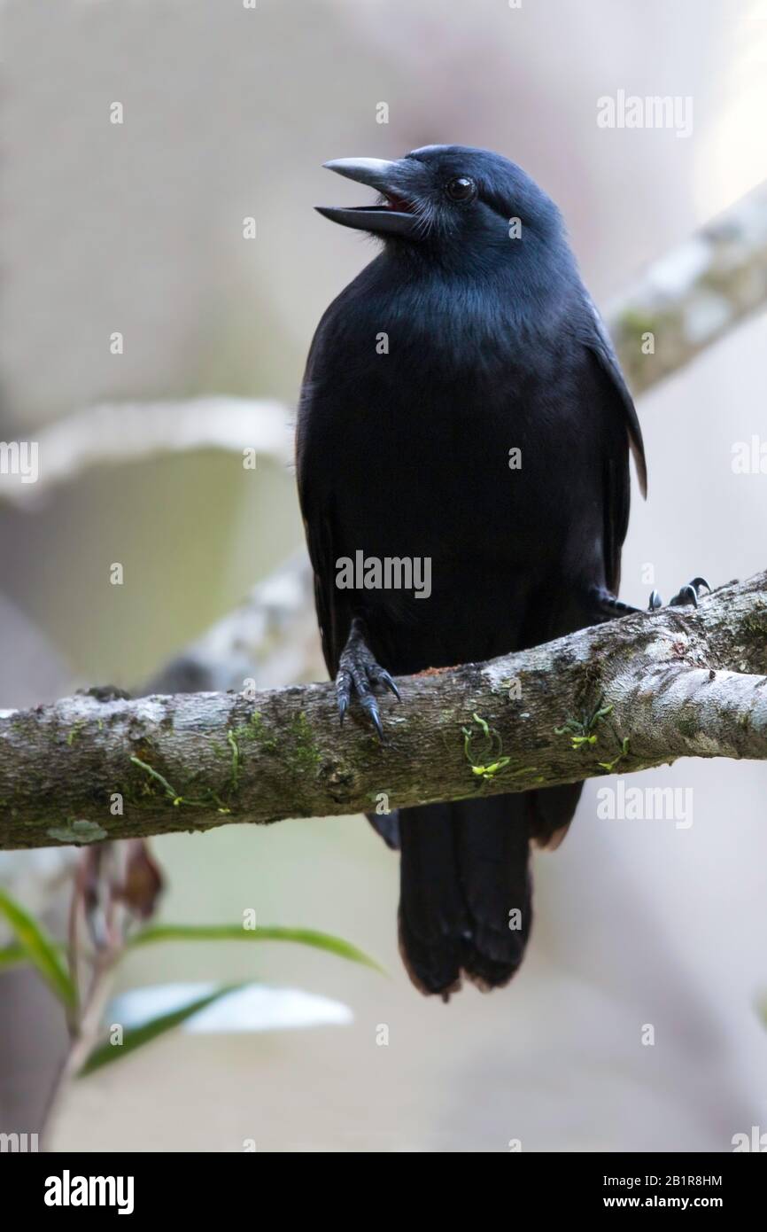 New caledonian crows hi-res stock photography and images - Alamy