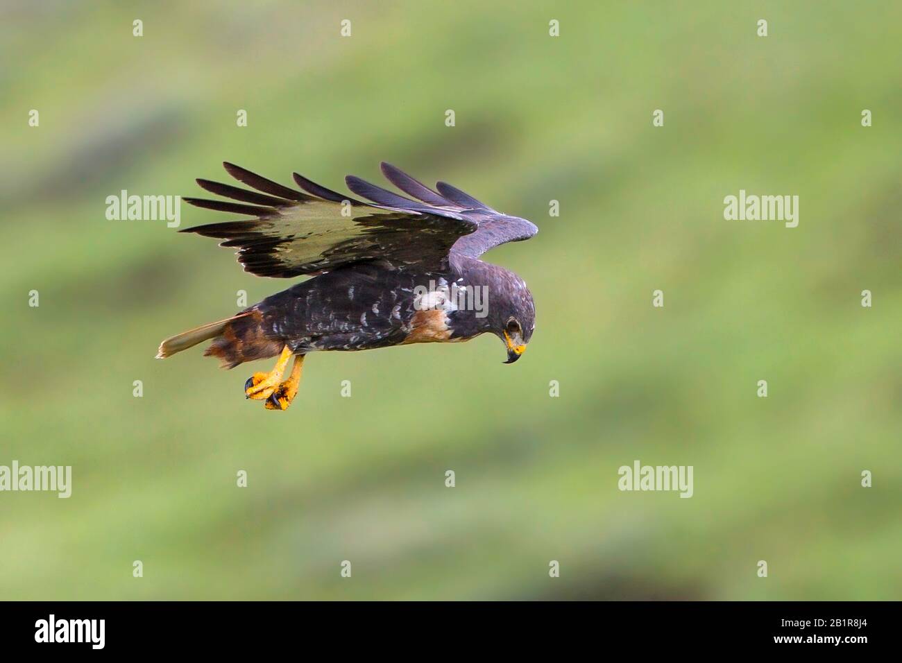 Flying jackal 1 hi-res stock photography and images - Alamy