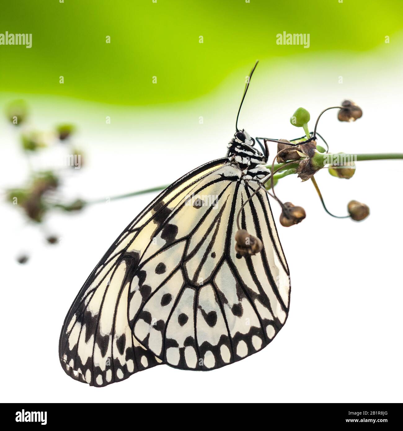White Tree Nymph, Paper Kite, Rice Paper butterfly (Idea leuconoe ...