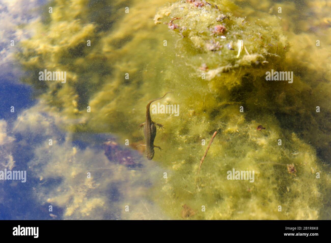 Newt swimming hi-res stock photography and images - Alamy