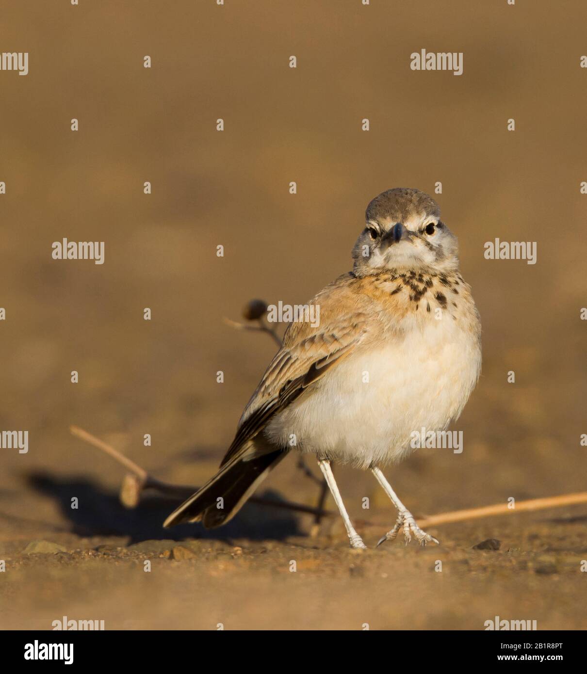 hoopoe lark, bifasciated lark (Alaemon alaudipes, Alaemon alaudipes ...