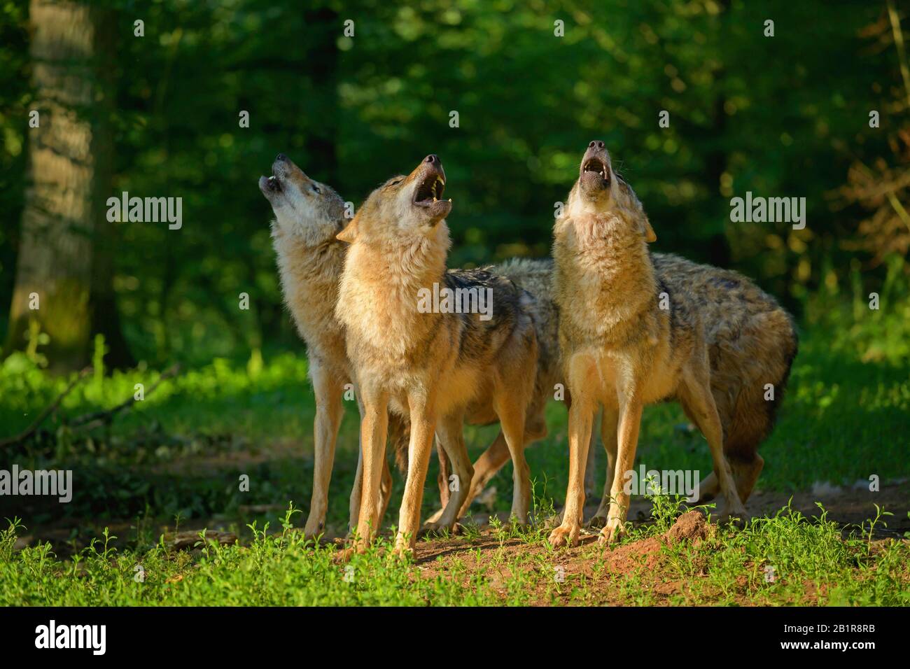 Howling Group Of Wolves High Resolution Stock Photography and Images ...