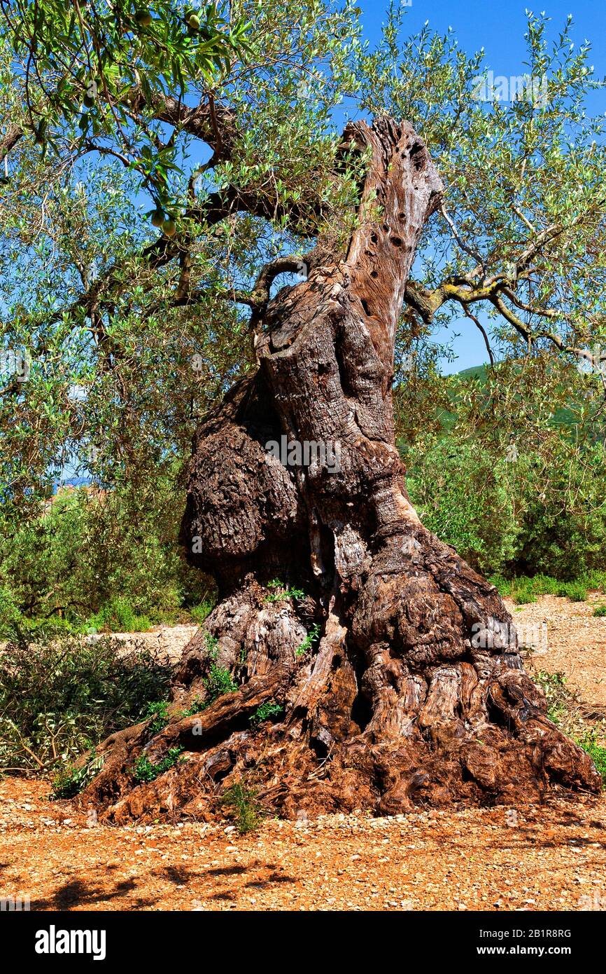 Olive tree olea europaea ssp sativa hi-res stock photography and images ...