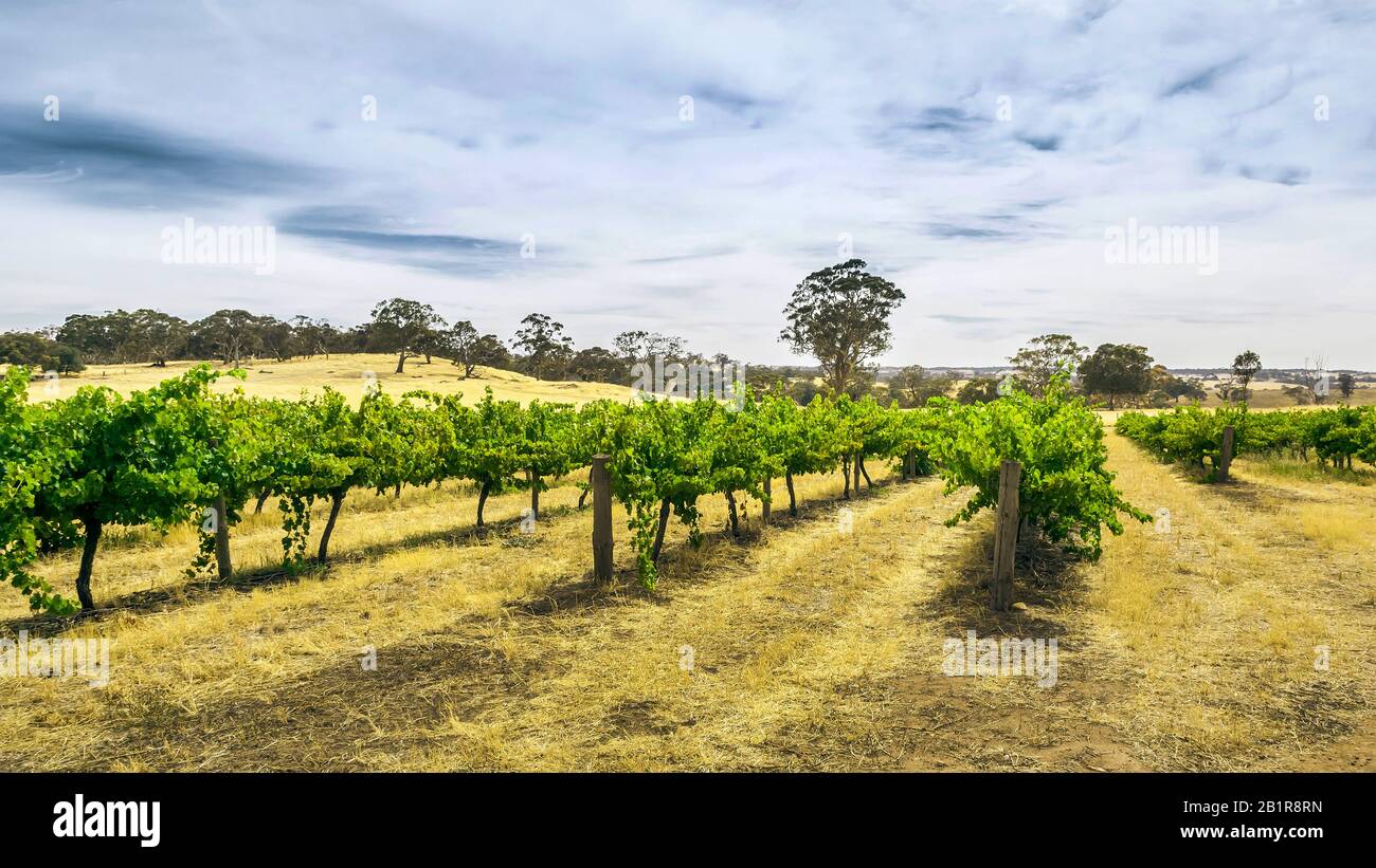 Barossa Valley, largest wine-growing region of Australia, Australia ...