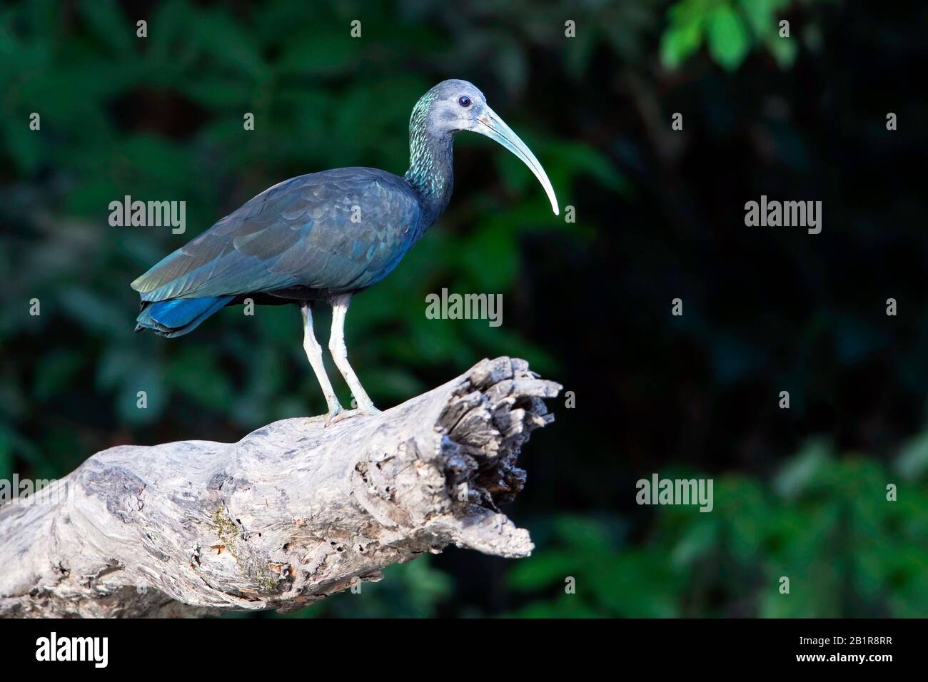 green ibis (Mesembrinibis cayennensis), sitting on a branch, South ...