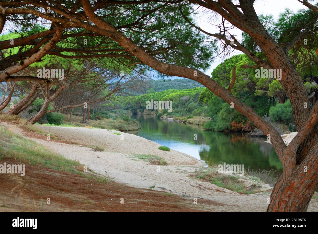 Stone pine, Italian Stone pine, Umbrella Pine (Pinus pinea), Umbrella ...