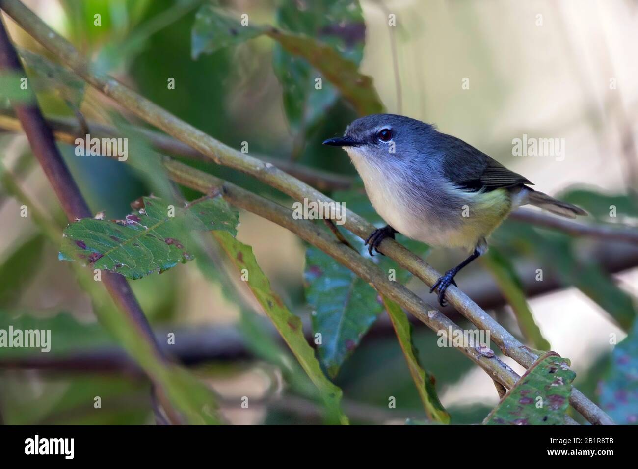 fan-tailed flyeater (Gerygone flavolateralis), sitting on a branch, New ...