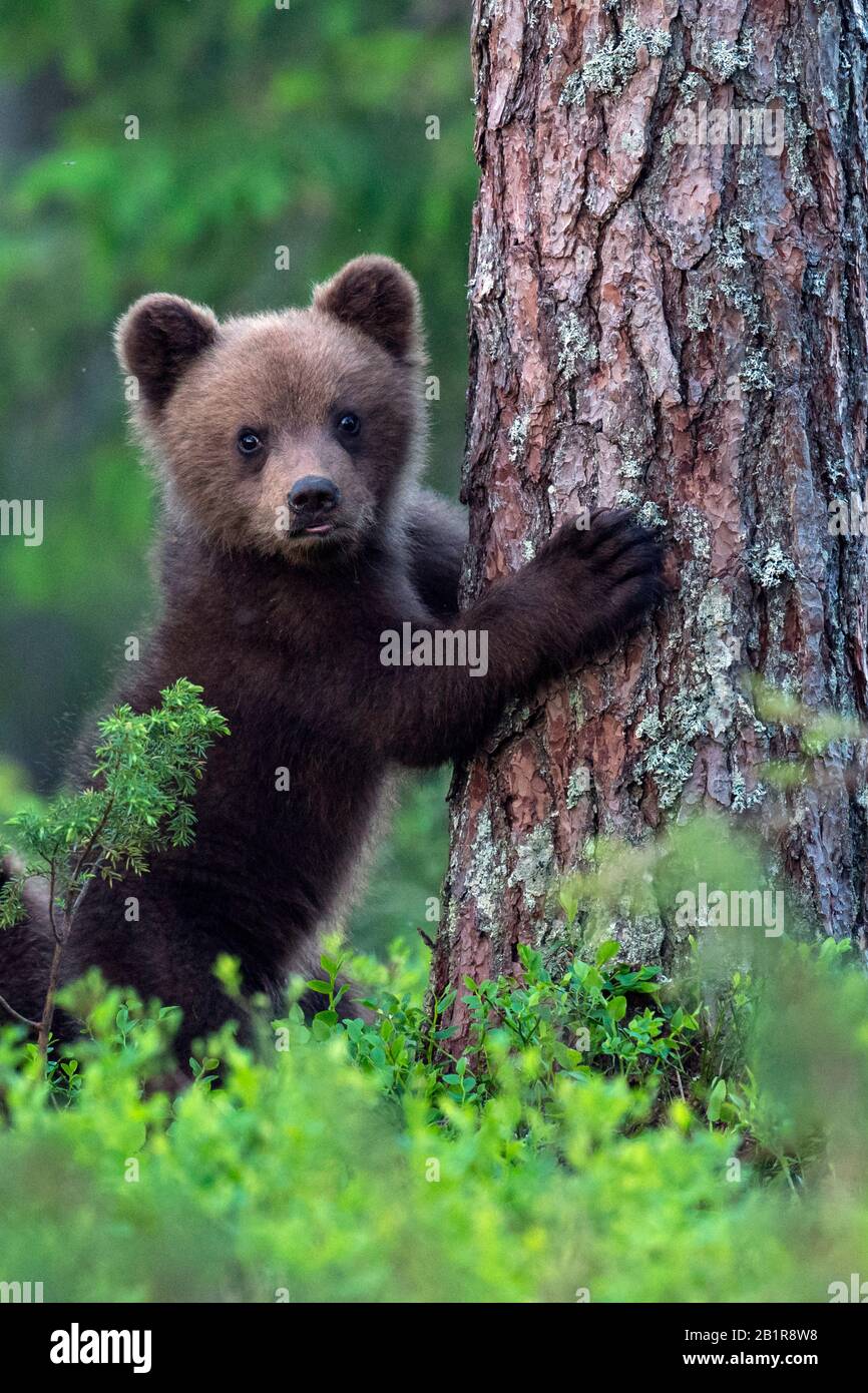 Young brown bear climbing tree hi-res stock photography and images - Alamy