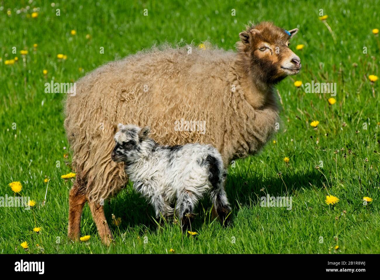 North Ronaldsay Sheep and Lamb Somerset Stock Photo - Alamy