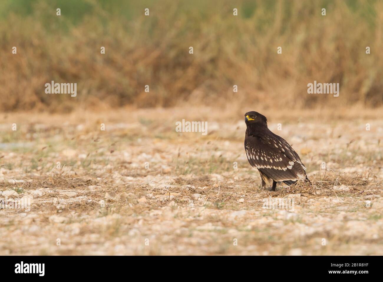 greater spotted eagle (Aquila clanga), stands on the ground, Oman Stock ...