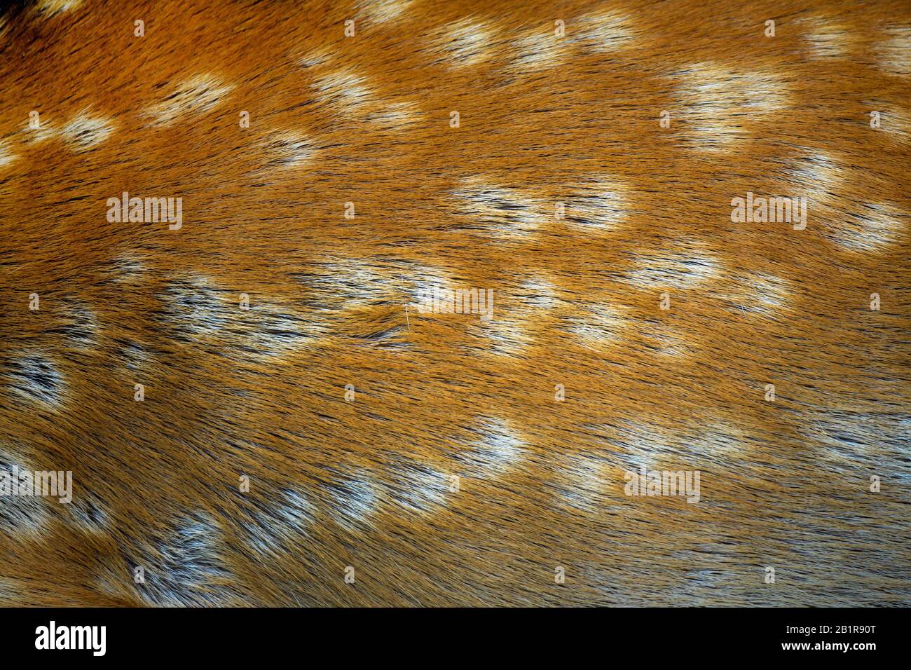 Fur pattern hi-res stock photography and images - Alamy