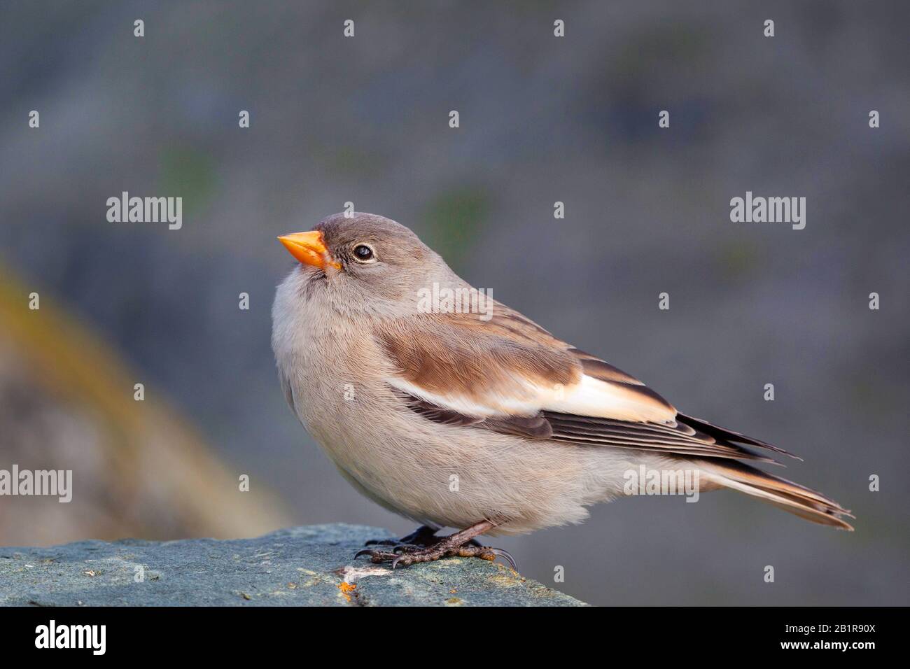 white-winged snow finch (Montifringilla nivalis), sitting on a rock ...