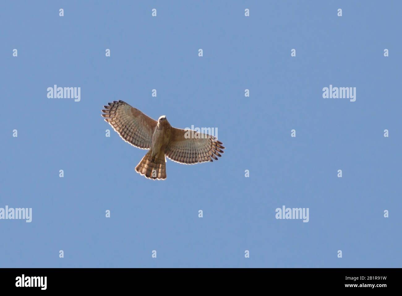 Javan Hawk-Eagle (Nisaetus bartelsi), endangered endemic species from ...