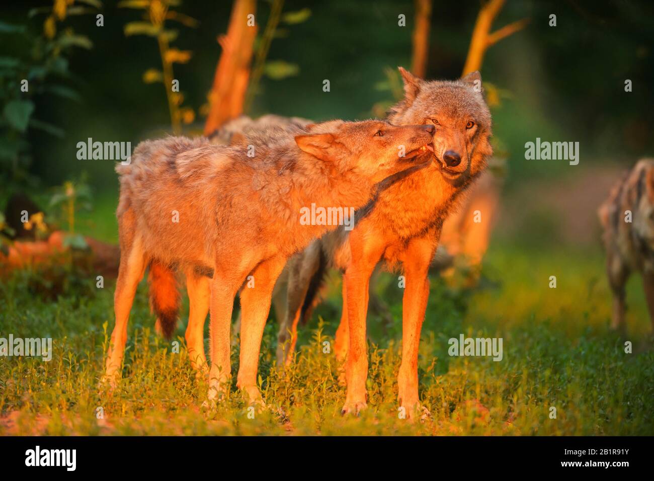 One wolf hi-res stock photography and images - Alamy
