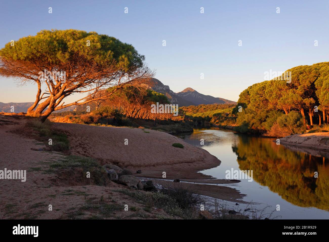 Stone pine, Italian Stone pine, Umbrella Pine (Pinus pinea), Umbrella ...