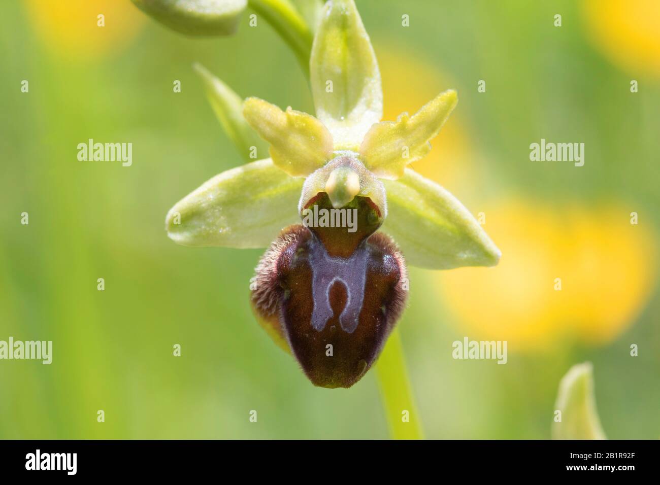 early spider-orchid (Ophrys sphegodes), flower, Spain, Pyrenees Stock ...
