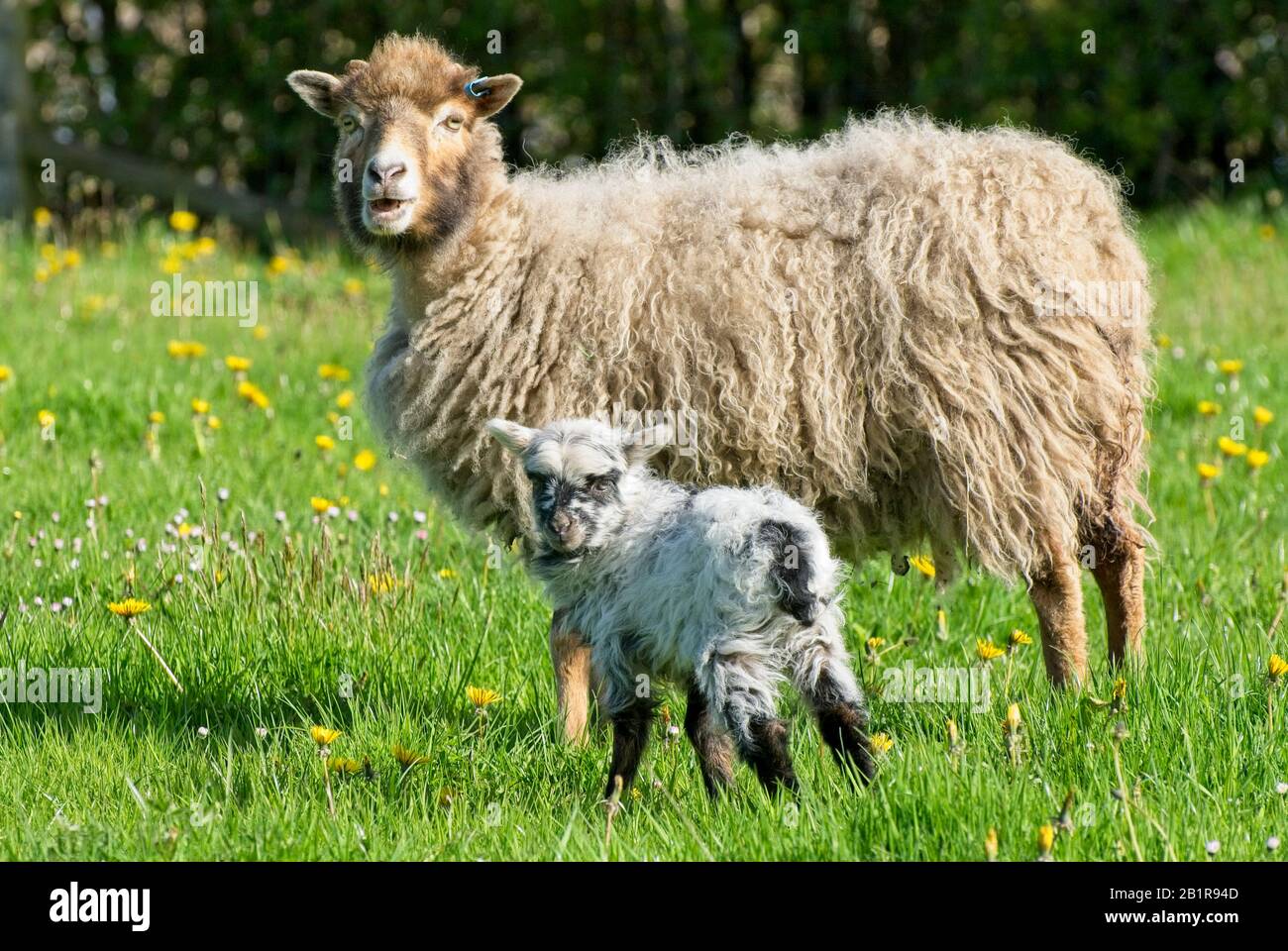 North Ronaldsay Sheep Somerset Stock Photo - Alamy