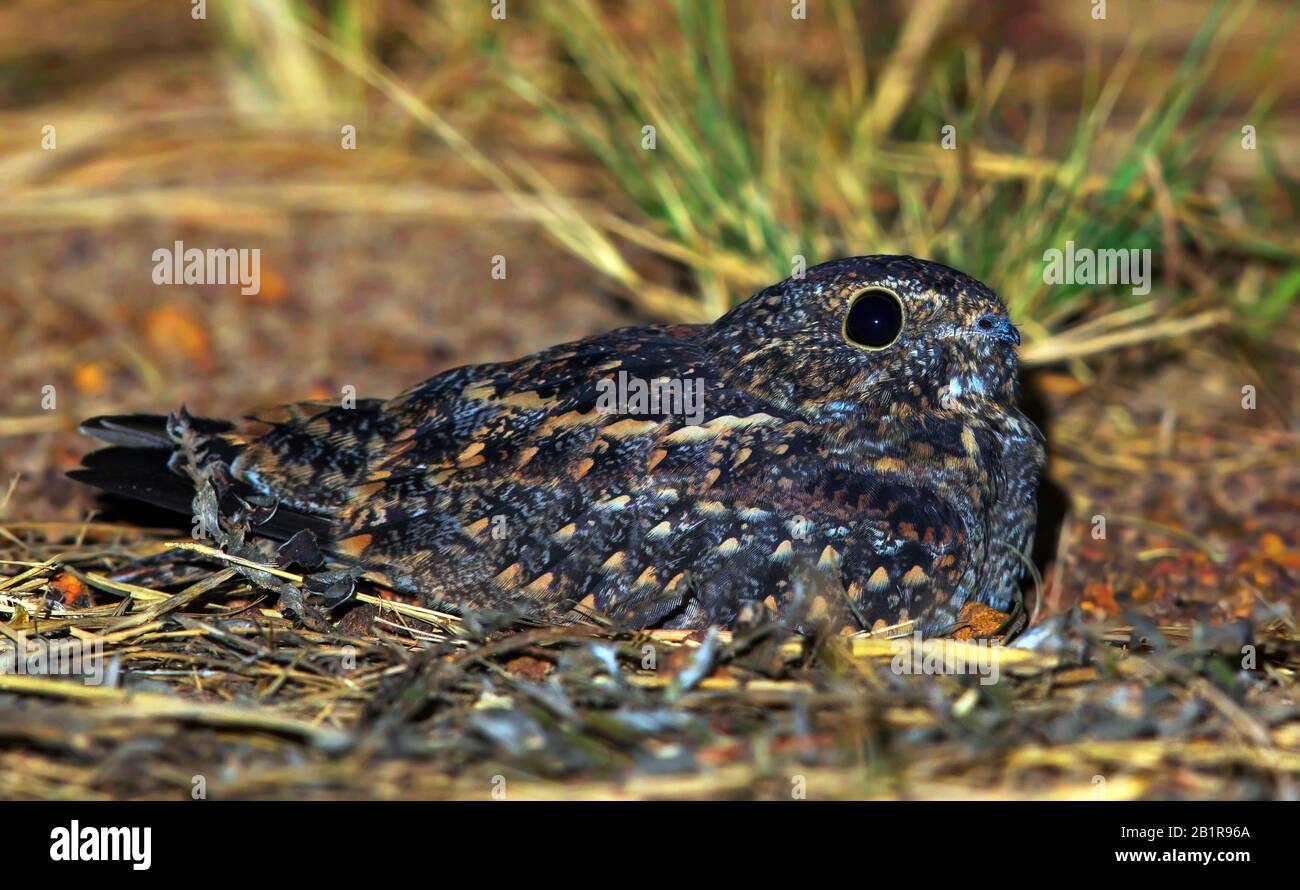 lesser nighthawk (Chordeiles acutipennis), resting on the ground, USA ...