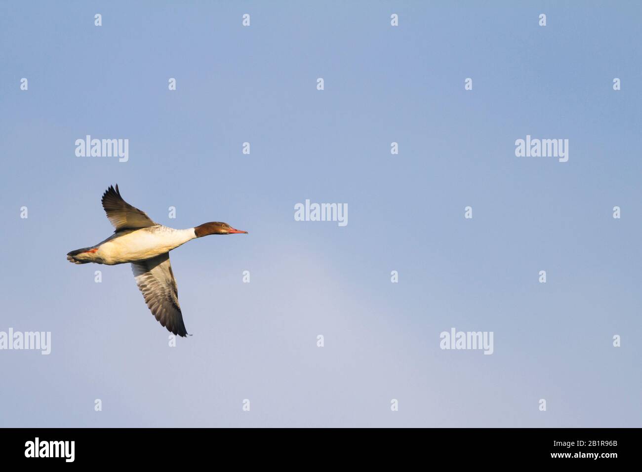 goosander (Mergus merganser), in flight, Germany Stock Photo - Alamy