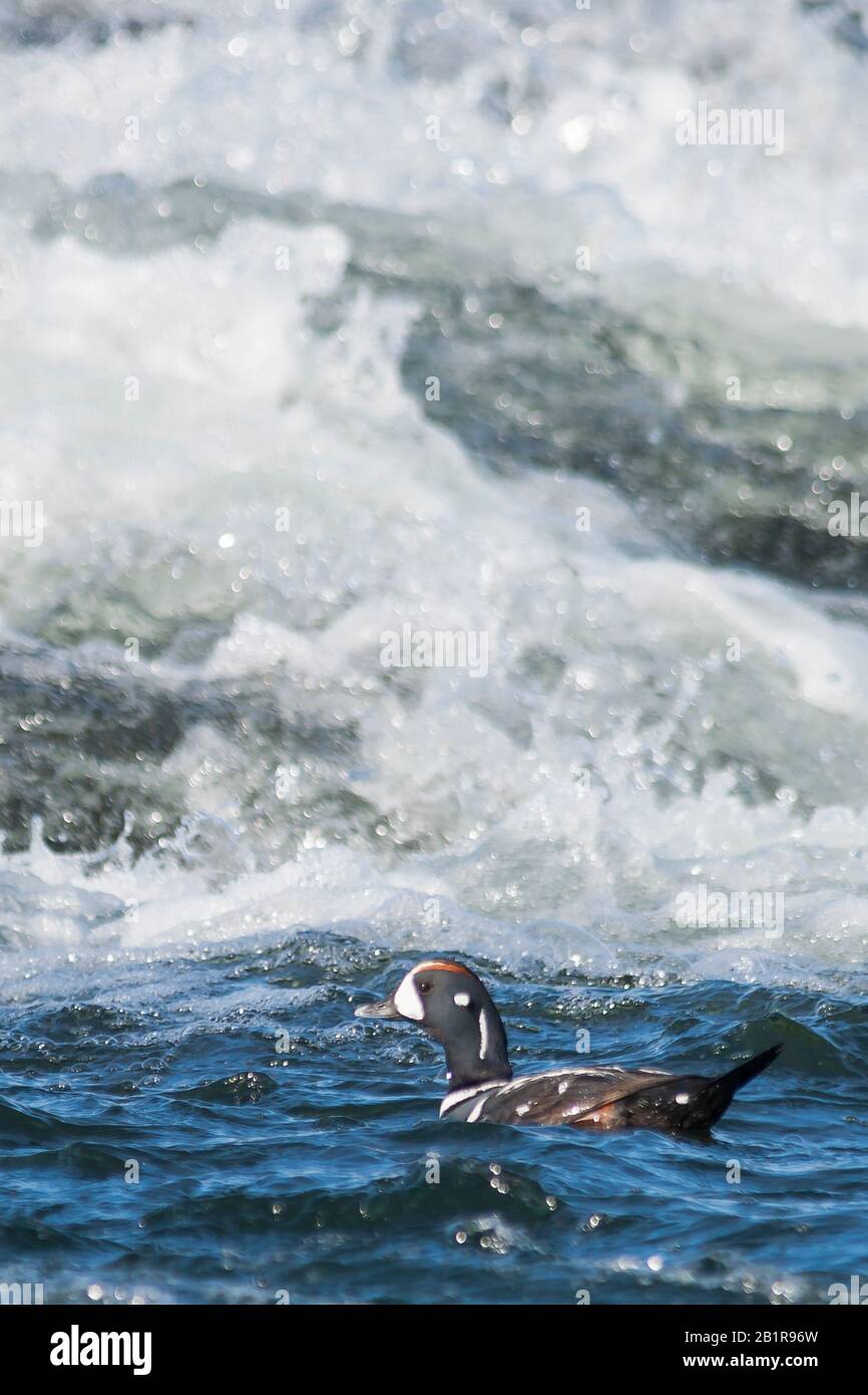 harlequin duck (Histrionicus histrionicus), swimming drake, Iceland ...