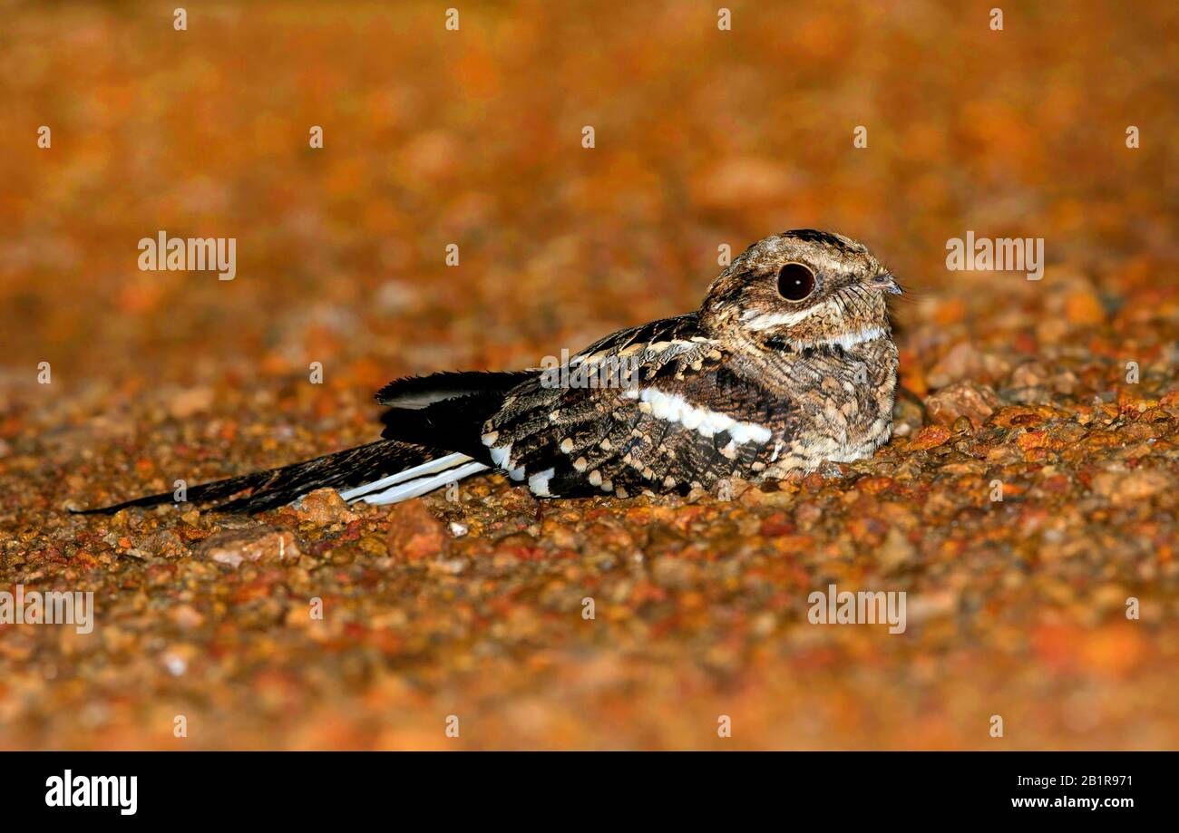Long-tailed Nightjar (Caprimulgus climacurus), resting on the ground ...