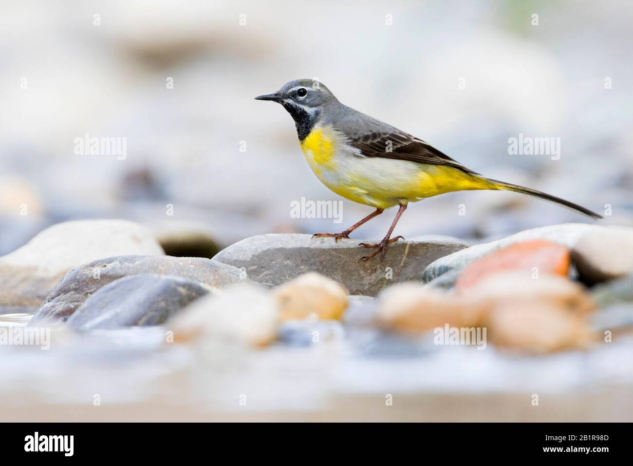 Grey wagtail male hi-res stock photography and images - Alamy