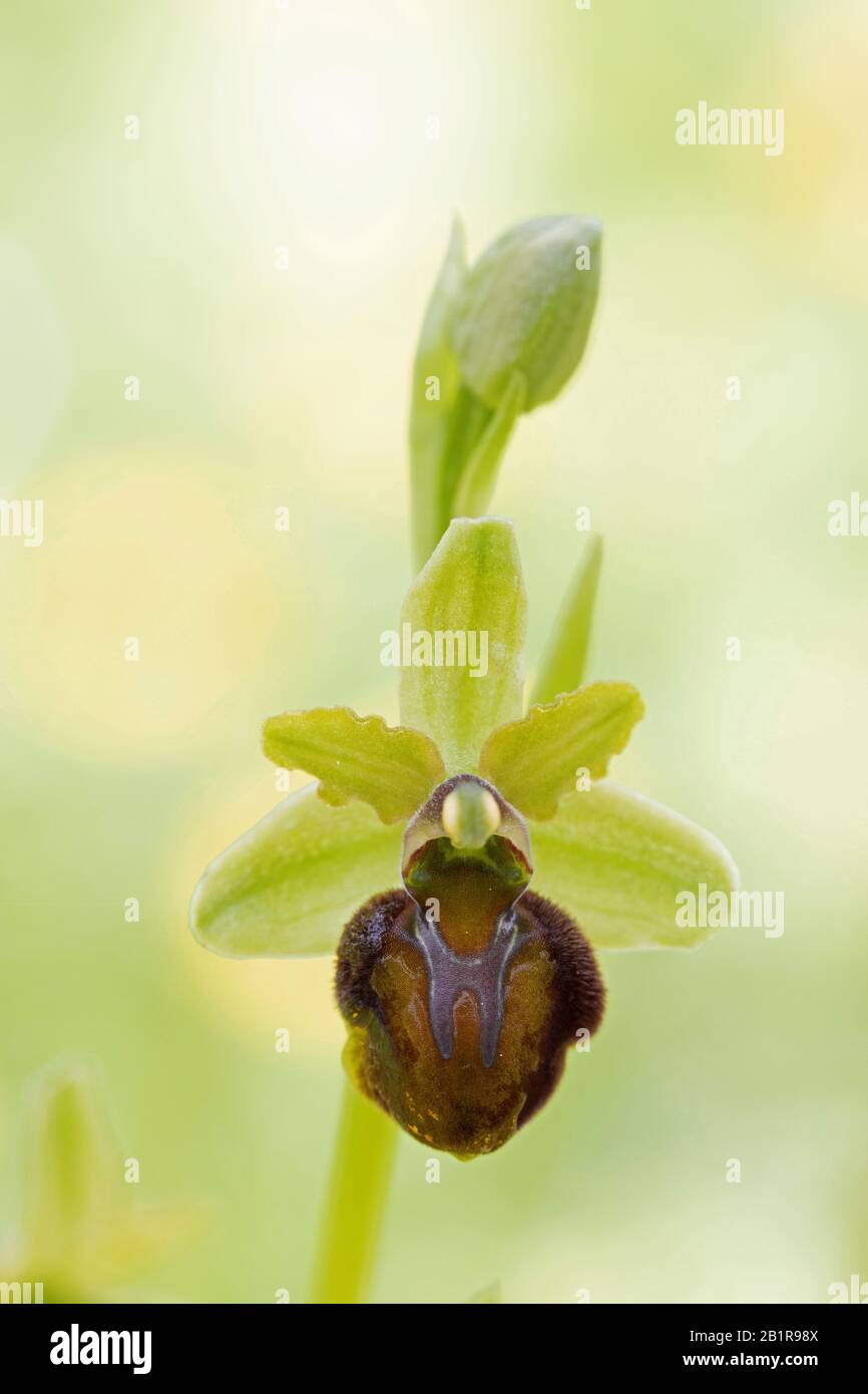 early spider-orchid (Ophrys sphegodes), flower, Spain, Pyrenees Stock ...