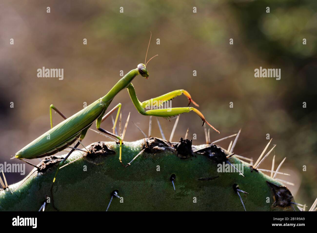 European preying mantis (Mantis religiosa), sits on an Opuntia, Spain ...