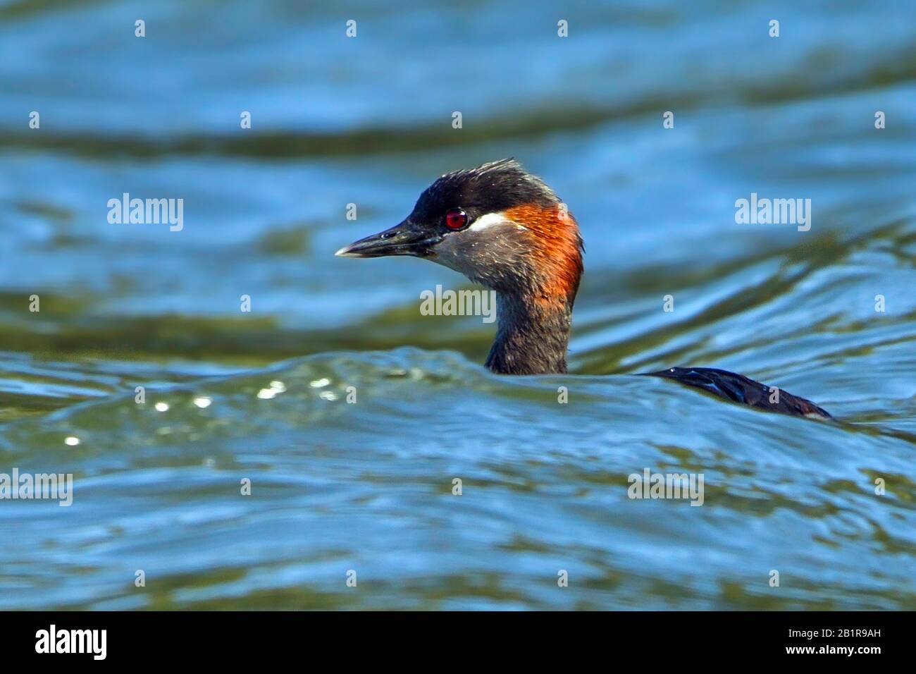 Madagascar little grebe (Tachybaptus pelzelnii), swimming, Madagascar ...