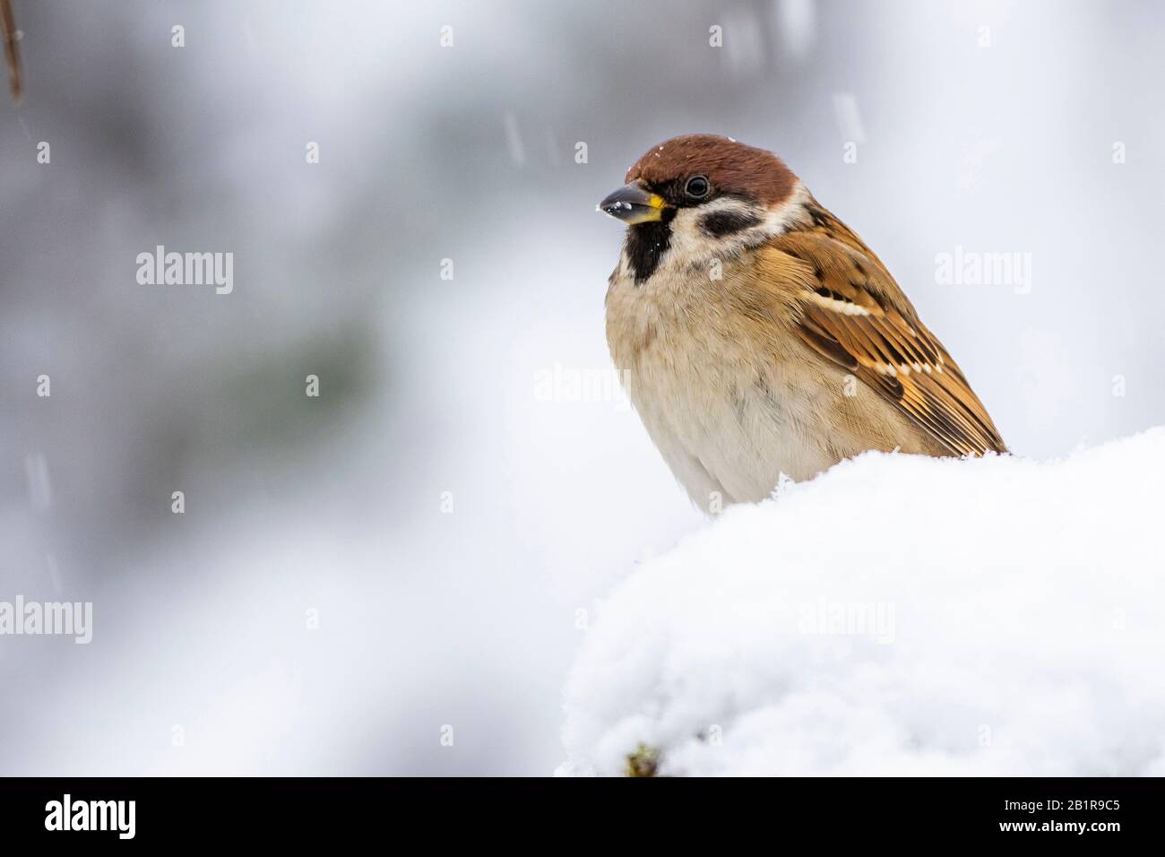 Eurasian tree sparrow (Passer montanus), perching in the snow, side ...