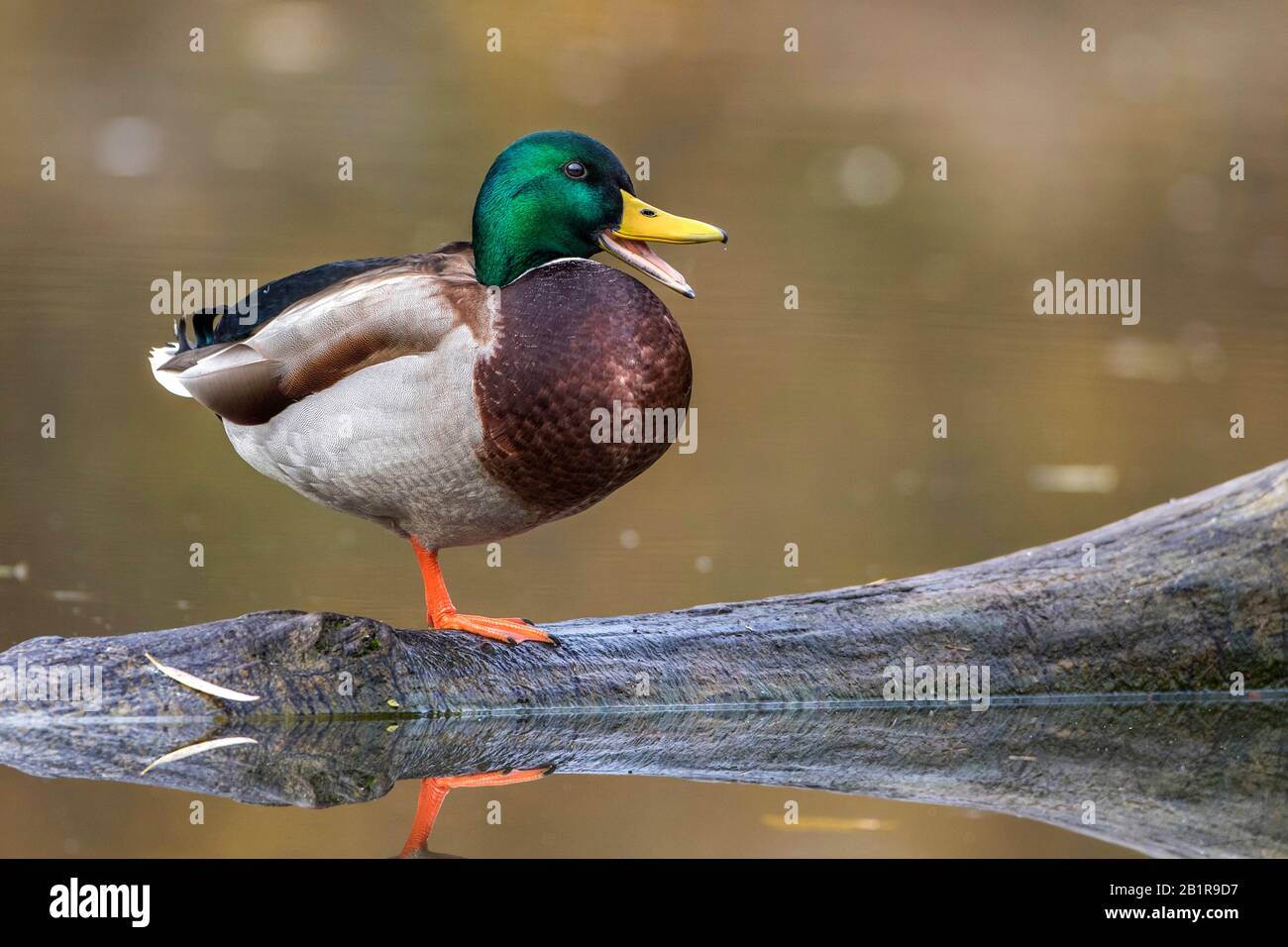Mallard duck standing on one leg hi-res stock photography and images ...