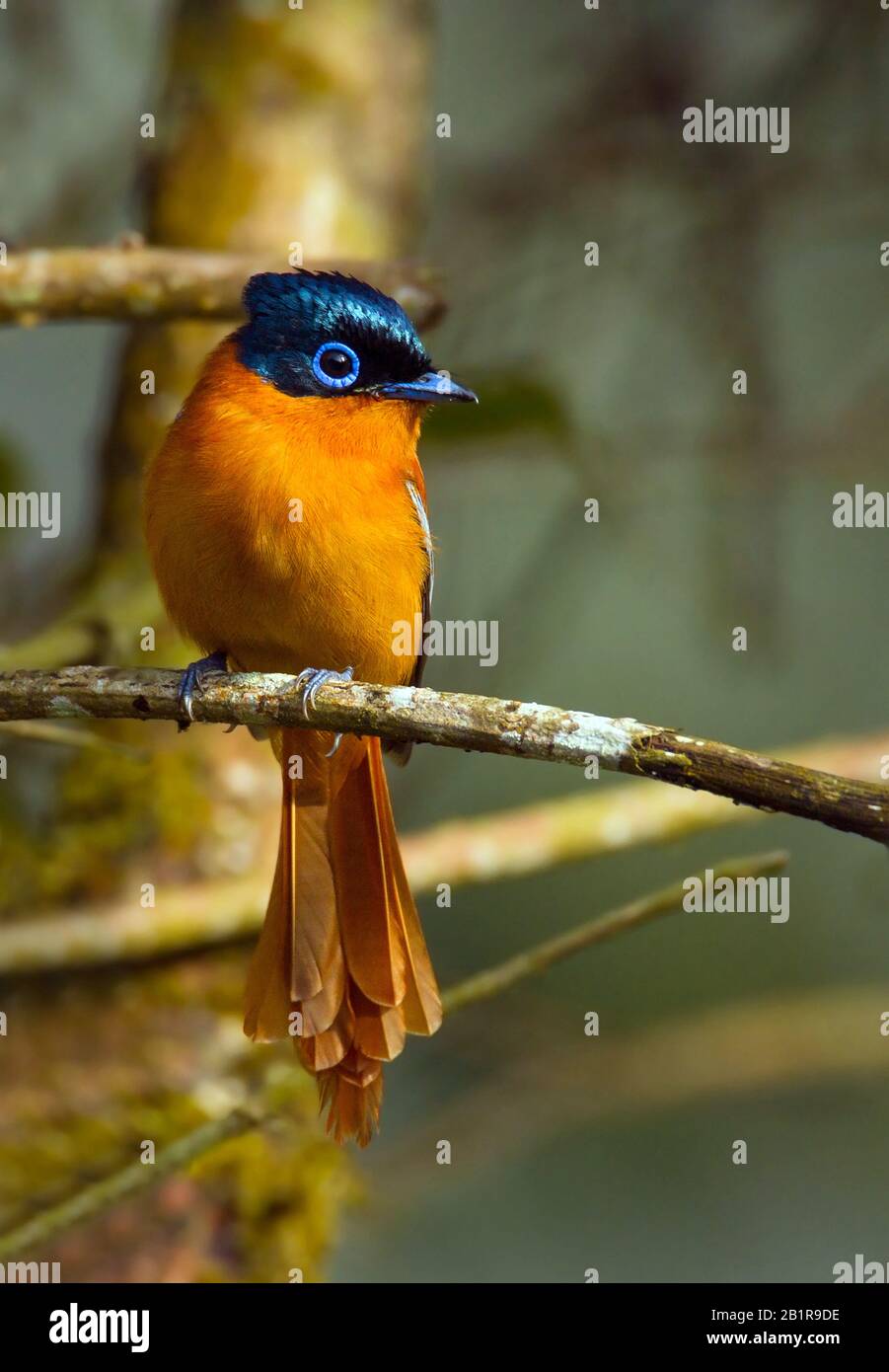 Madagascar paradise flycatcher (Terpsiphone mutata), Female ...