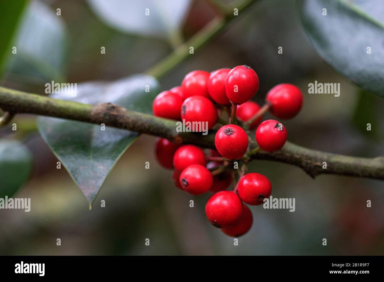 common holly, English holly (Ilex aquifolium), fruit on a branch ...