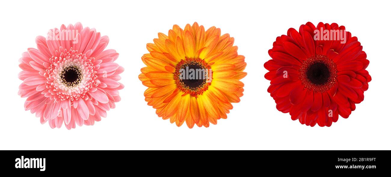 Set of flowers buds in different colors and species isolated on white ...