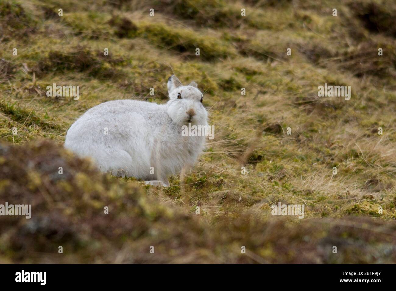 Mountain hare in winter coat, Scottish Highlands Stock Photo - Alamy