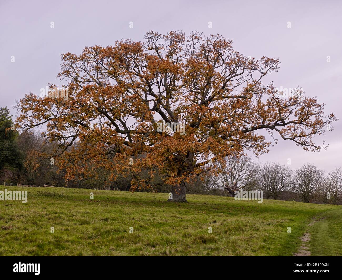 Same tree hi-res stock photography and images - Alamy