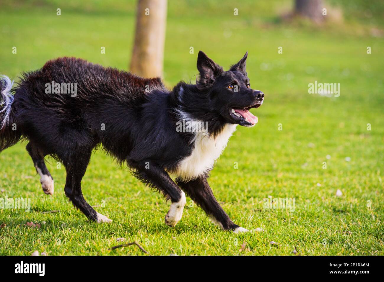 Border collie sheep background hi-res stock photography and images - Alamy