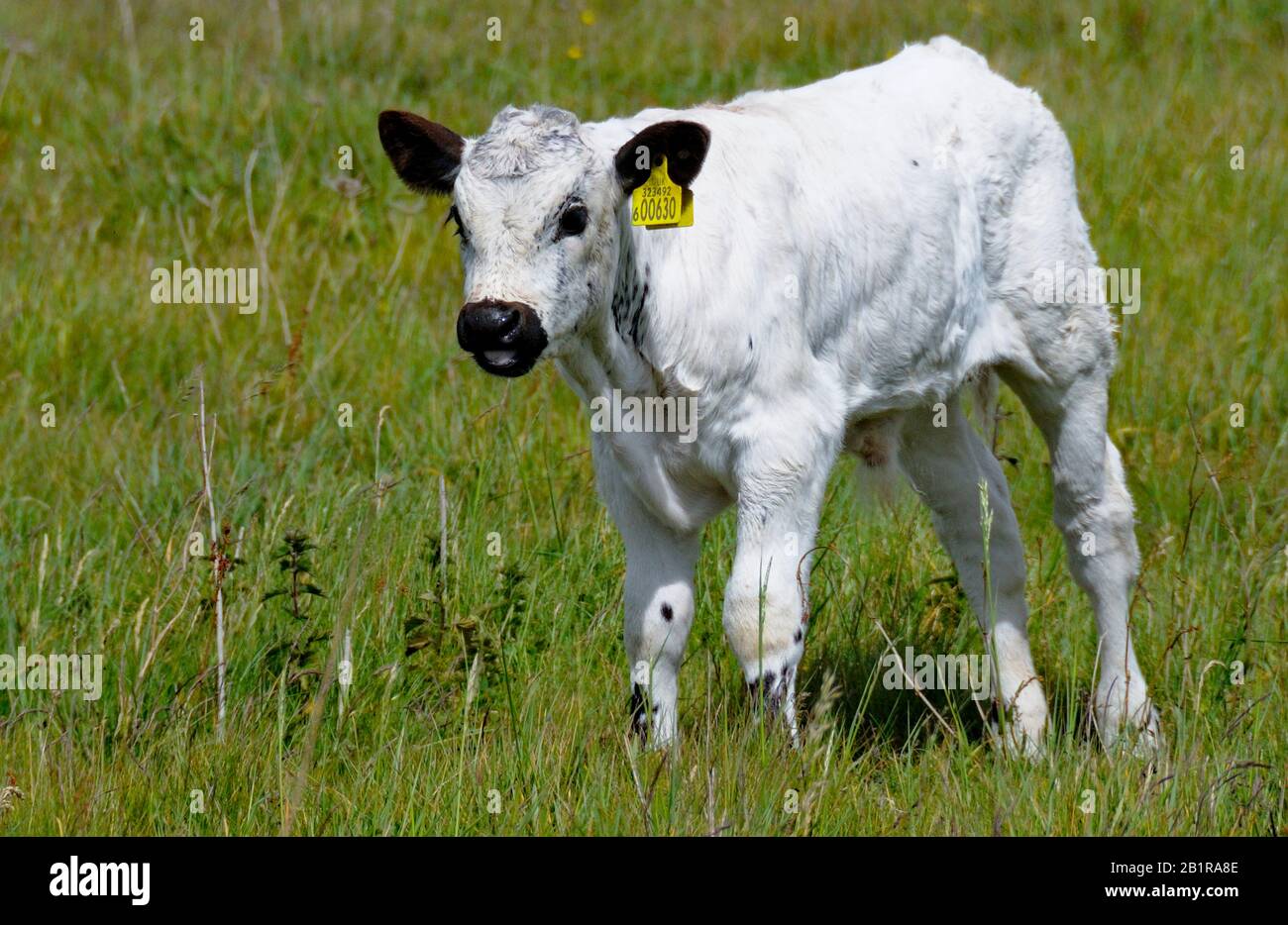 White Park Calf Wiltshire Stock Photo - Alamy