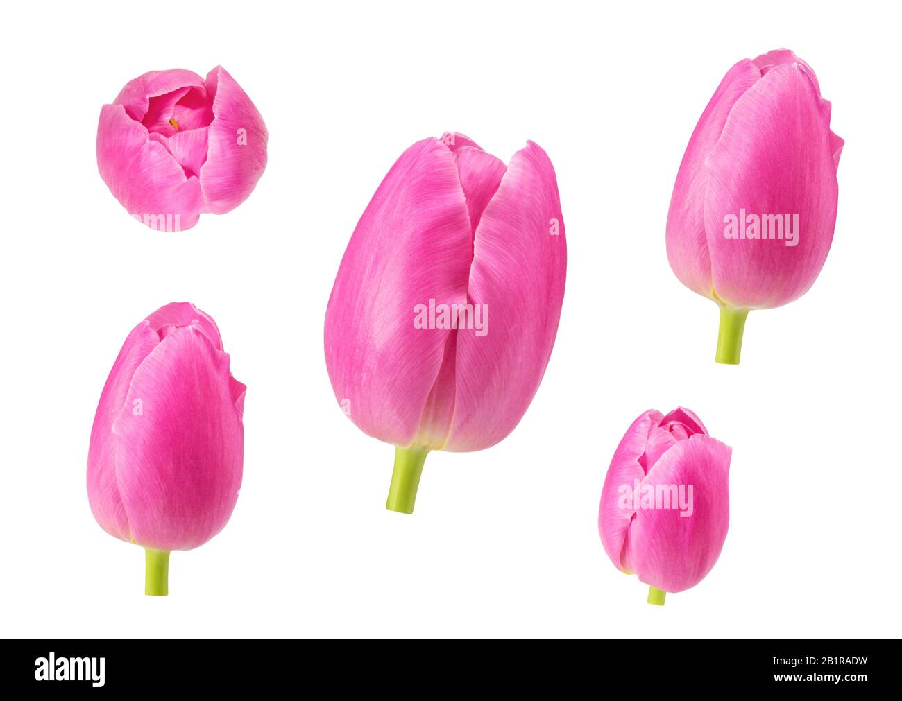 Tulips buds in different camera angles isolated on white background ...