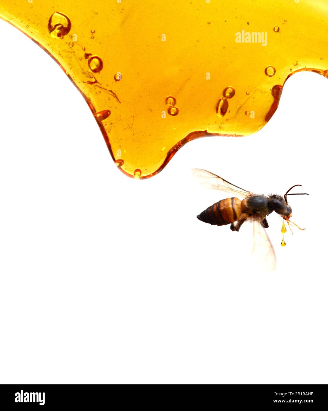 Photos of bees hi-res stock photography and images - Alamy