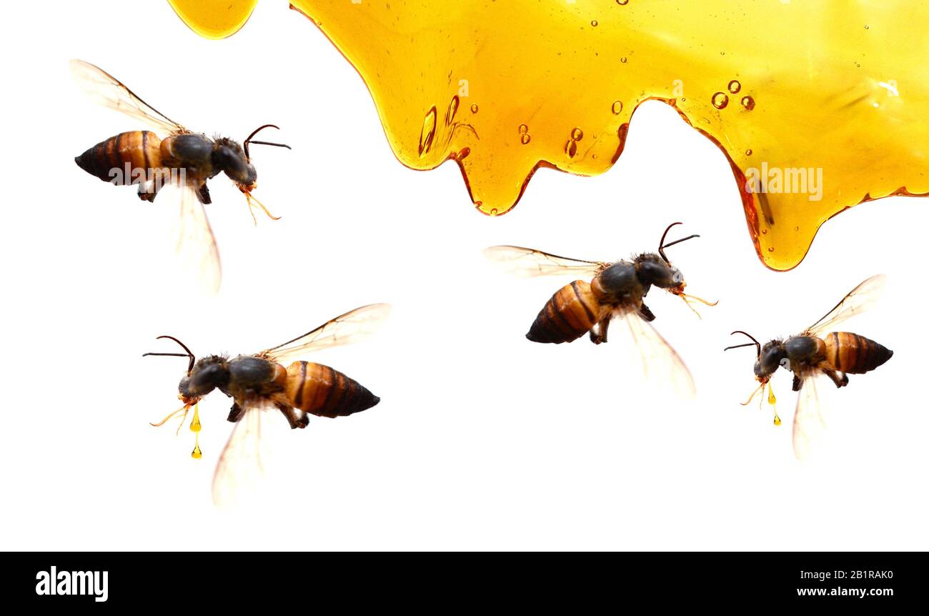 Entomology photos hi-res stock photography and images - Alamy