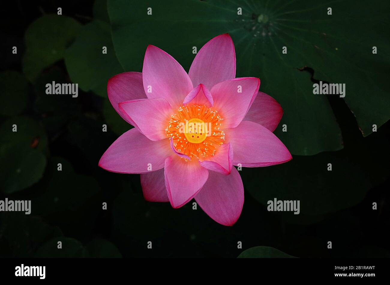 Lotus flower of life hi-res stock photography and images - Alamy