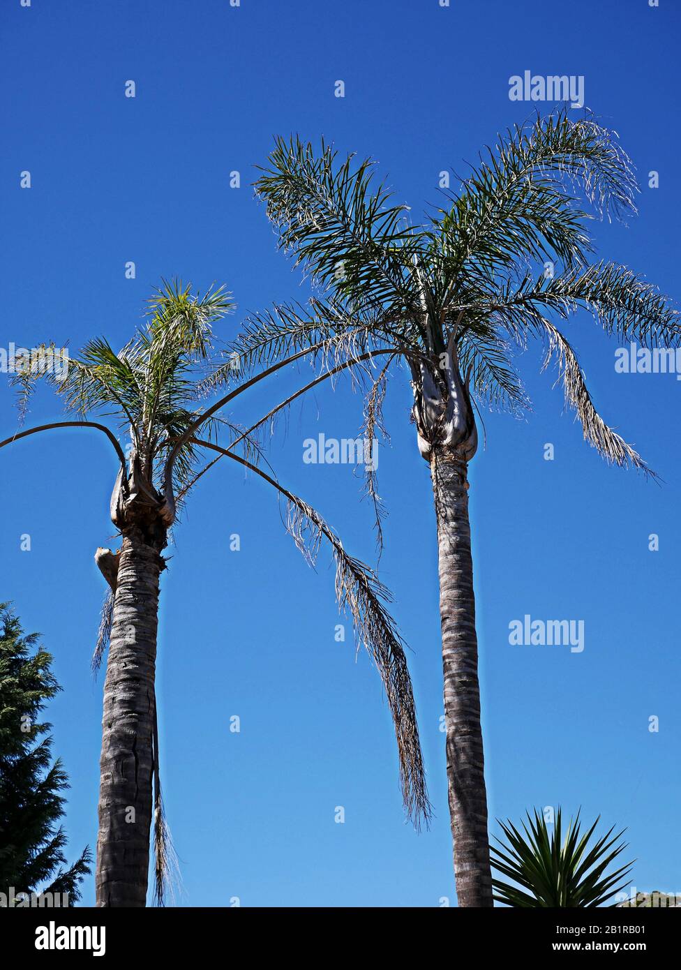 Australian palms hi-res stock photography and images - Alamy