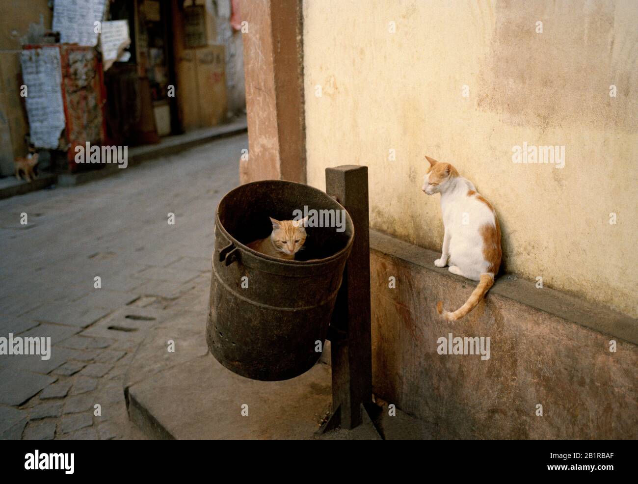Cats cairo hi-res stock photography and images - Alamy