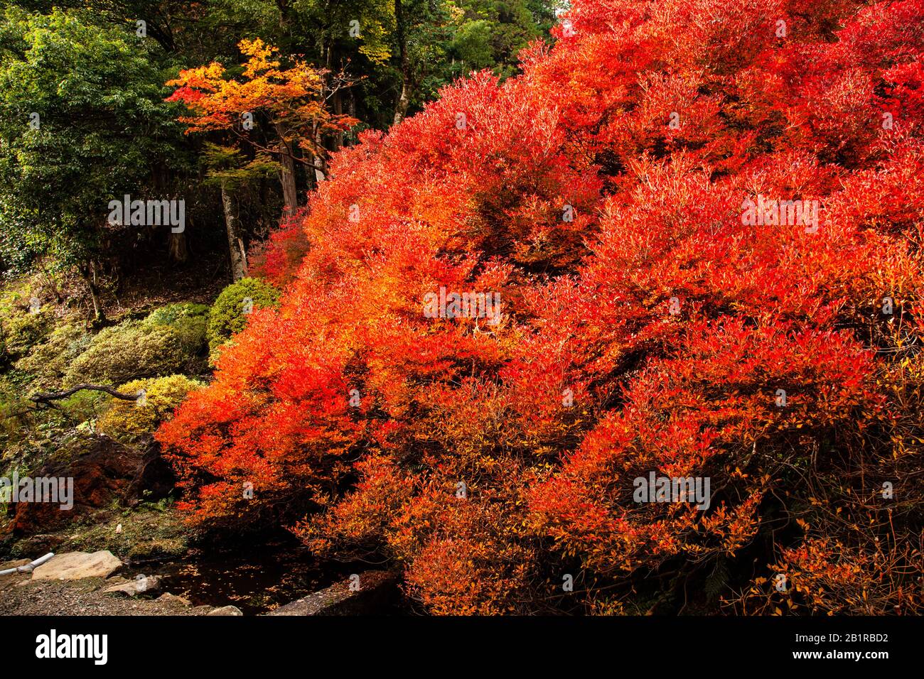 Kōyō (Koyo - Autumn Foliage) As autumn descends, it turns Japan’s ...