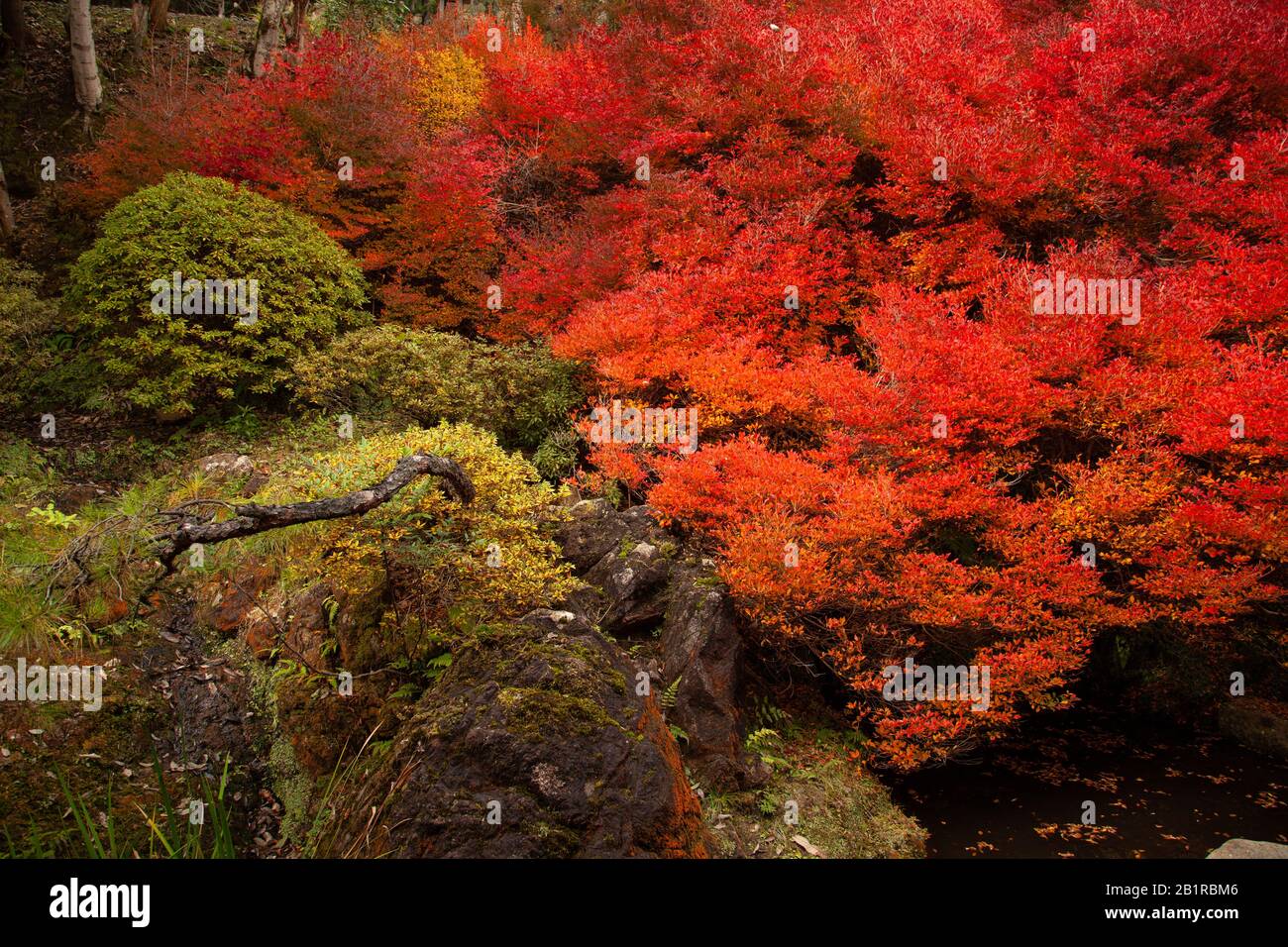 Kōyō (Koyo - Autumn Foliage) As autumn descends, it turns Japan’s ...