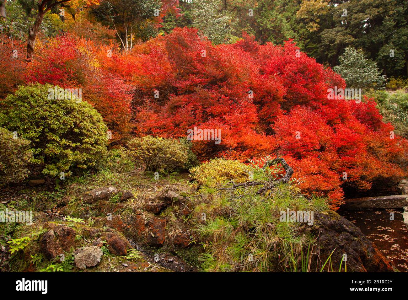 Kōyō (Koyo - Autumn Foliage) As autumn descends, it turns Japan’s ...